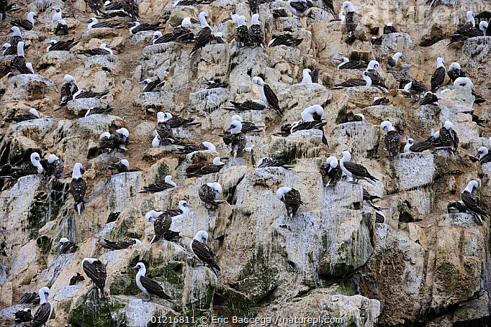 Stock photo of Peruvian bobby (Sula variegata) nesting colony, Isla ...