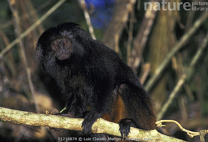 Stock photo of Black Lion Tamarin (Leontopithecus chrysopygus) Atlantic ...