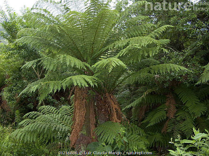 Stock photo of Giant tree ferns (Dicksonia sellowiana) near Urubici ...