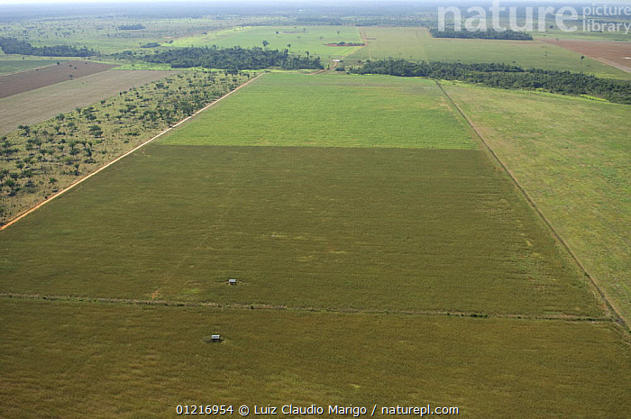 Stock photo of Aerial view of Soya bean plantation created by ...