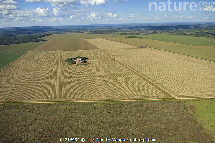 Stock photo of Aerial view of Soya bean fields created by deforestation ...