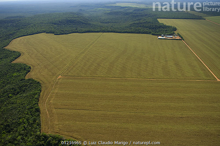 Stock photo of Aerial view of Soya bean plantations created from ...