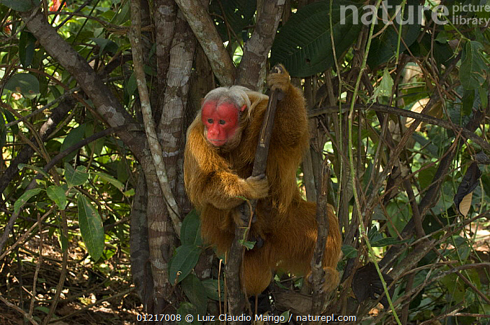 Stock photo of Male Red uakari monkey (Cacajao calvus rubicundus) in ...