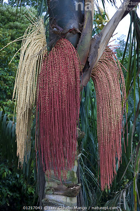 Stock photo of Inflorescence / flowers of the "Bacaba" palm tree ...