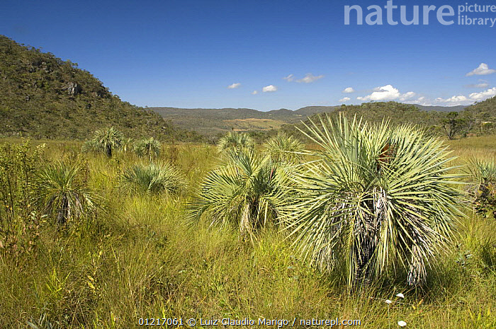 Stock photo of "Buti?palm tree (Butia eriospatha) in the savannah of ...