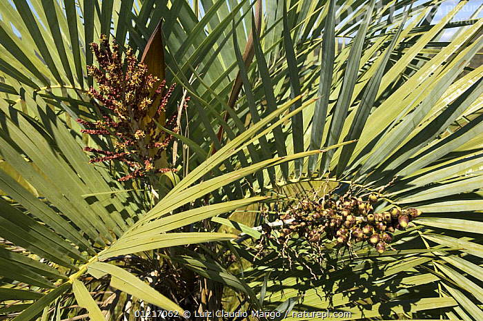 Stock photo of Inflorescence of "buti?palm tree (Butia eriospatha) at ...