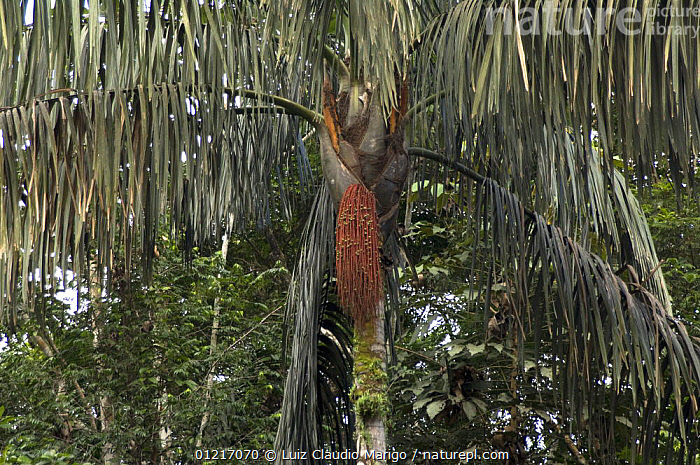 Stock photo of Pataua palm tree (Oenocarpus bataua) with fruit ...