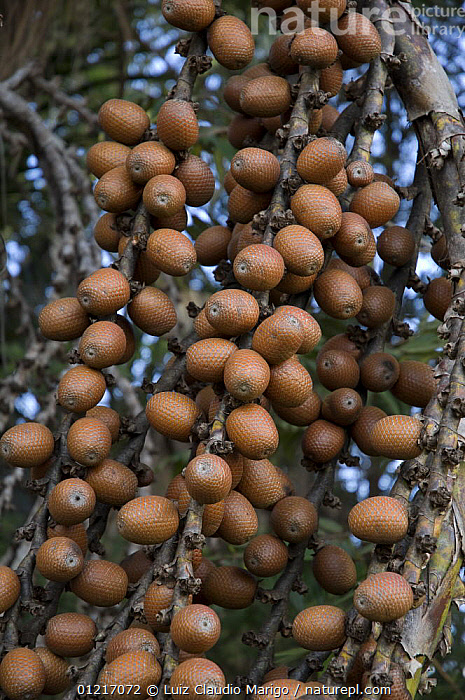 Stock photo of Fruits of "buriti" palm tree (Mauritia flexuosa) in guas ...