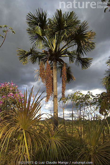 Stock photo of "Buriti" Palm tree (Mauritia flexuosa), with fruits, in ...