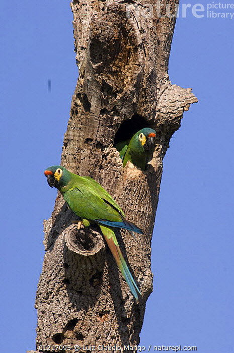 Stock photo of Pair of Blue-winged Macaws (Primolius maracana) at nest ...
