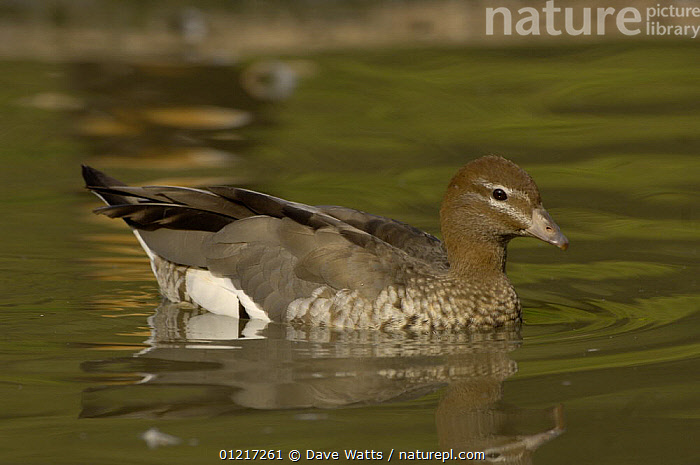 Stock photo of Australian wood duck / Maned goose {Chenonetta jubata ...