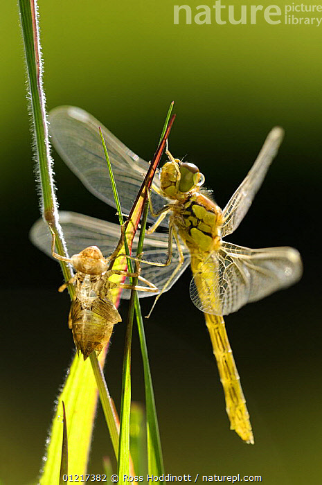 Stock photo of Common darter dragonfly {Sympetrum striolatum} recently ...