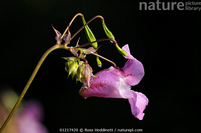 Stock photo of Himalayan / Indian balsam {Impatiens balsamifera} plant ...