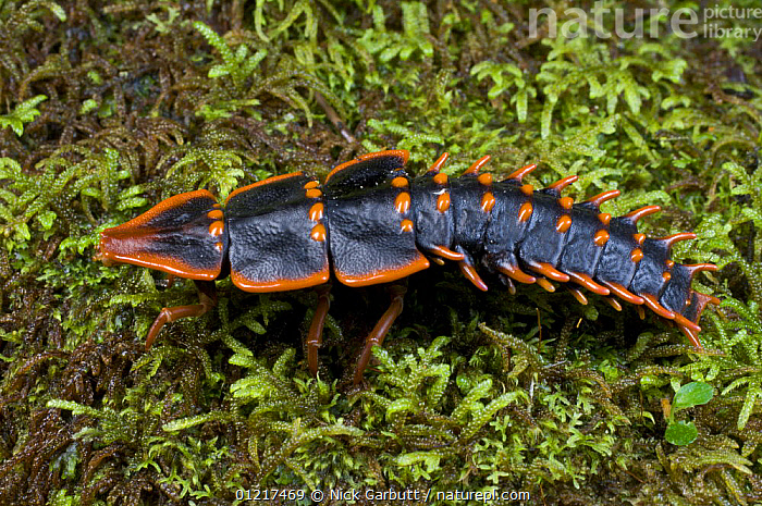 Stock photo of Female Trilobite beetle (Duliticola sp) Lycidae. Female ...