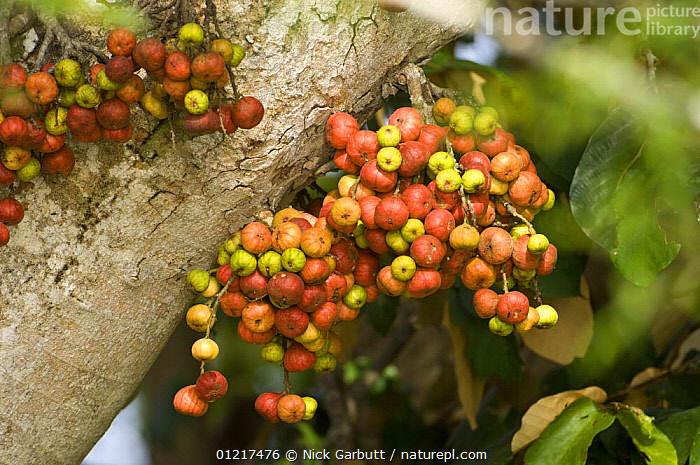 Stock photo of Wild Fig tree (Ficus sp) in fruit. Fruiting from trunk ...