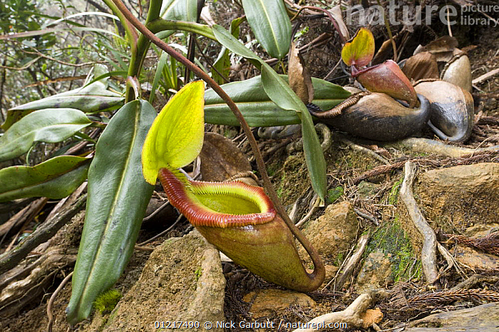 Stock photo of Ground pitcher of endemic Pitcher Plant (Nepenthes ...