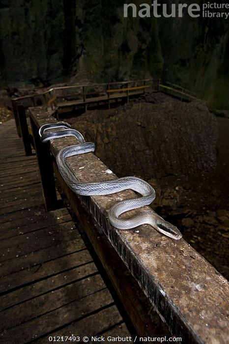 Stock photo of Cave racer snake (Elaphe taeniura) in Gomantong Caves ...
