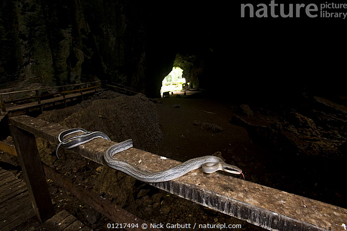 Stock photo of Cave racer snake (Elaphe taeniura) in Gomantong Caves ...