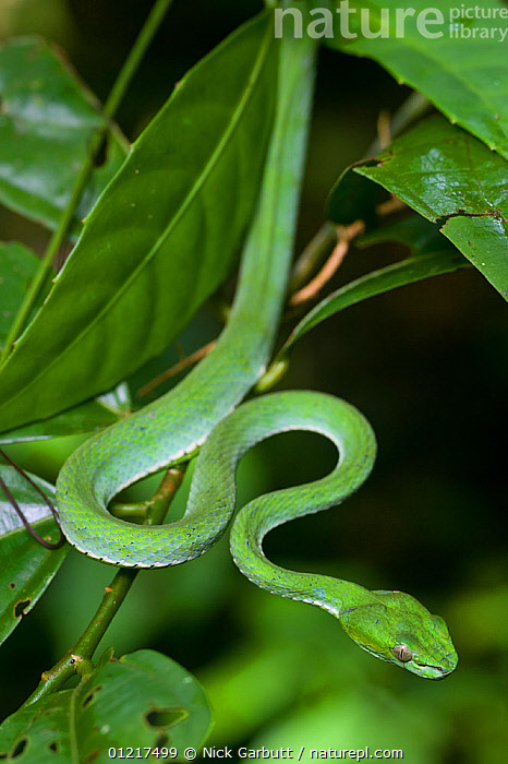 Stock photo of RF- Pope's pit tree viper (Trimeresurus popeorum) in ...