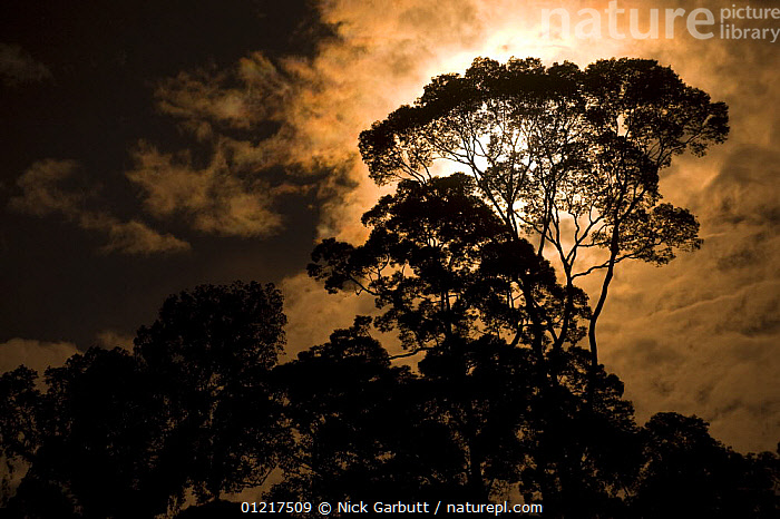 Stock photo of Rainforest canopy - Menggaris tree - by moonlight. Danum ...