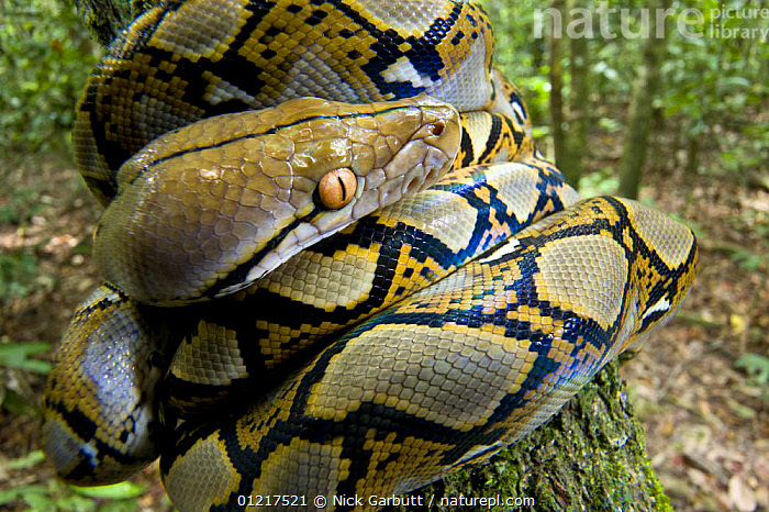 Stock photo of Close up of juvenile Reticulated python (Python ...