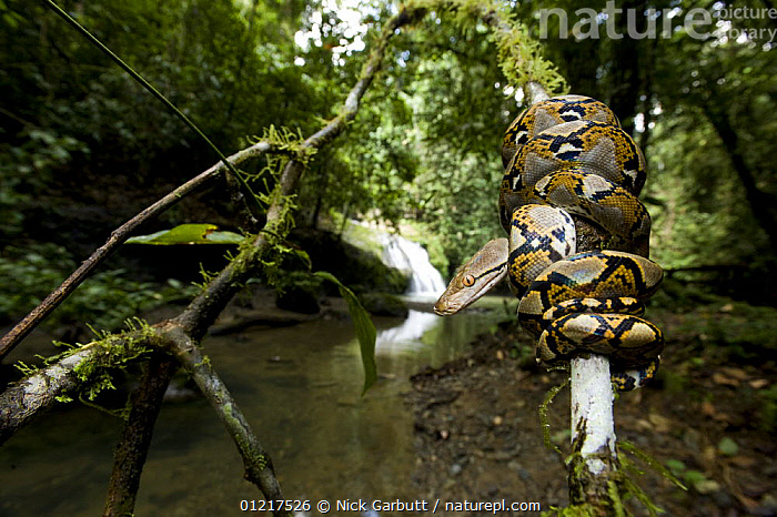 Stock photo of Juvenile Reticulated python (Python reticulatus) resting ...