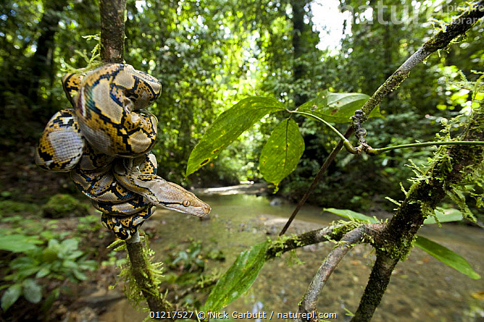 Stock photo of Juvenile Reticulated python (Python reticulatus) resting ...