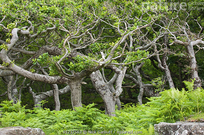 Stock photo of Ancient Oak (Quercus sp) trees at Scarsdale Wood, coast ...