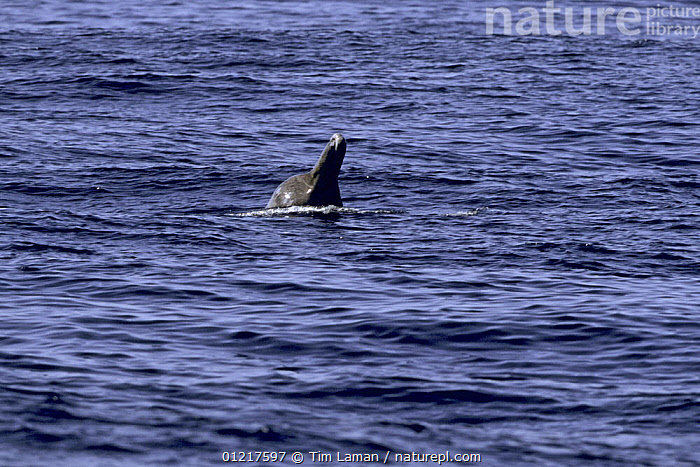 Stock photo of Baird's beaked whales (Berardius bairdii). Monterey Bay ...