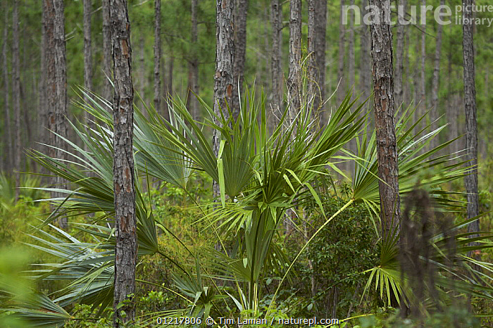 Stock photo of Caribbean pine (Pinus caribaea var. bahamensis) forest ...
