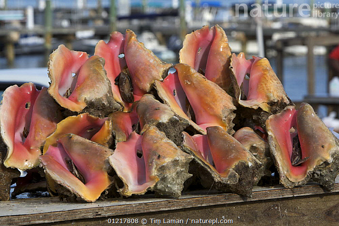 Stock photo of Queen conch (Strombus gigas) shells piled up for sale at ...
