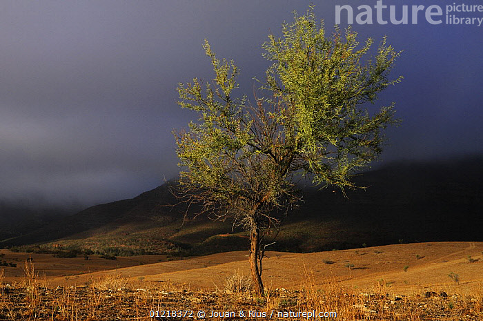 Stock photo of Wattle tree, Flinders Ranges National Park, South ...