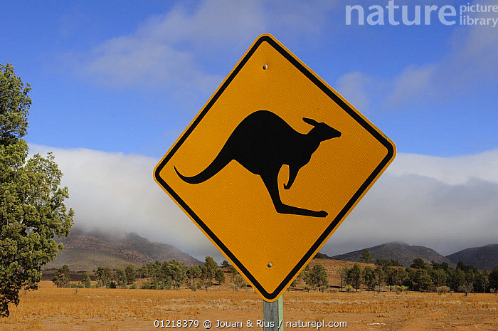 Stock photo of "Beware of Kangaroos" road sign, Flinders Ranges ...