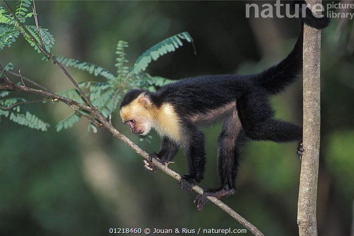 Stock photo of White faced capuchin monkey (Cebus capucinus) climbing ...