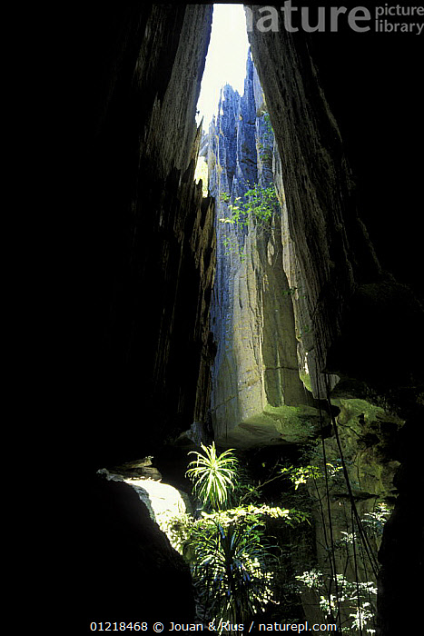Stock photo of Narrow cleft in limestone karst, Bemahara National Park ...