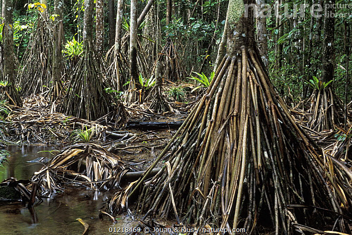 Stock photo of Aerial roots of {Pandanus sp} trees in tropical ...
