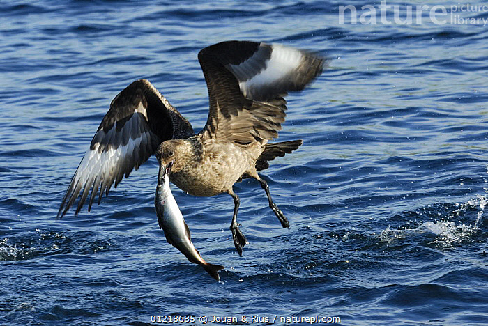 Stock photo of Great Skua (Stercorarius skua) carrying fish in beak ...