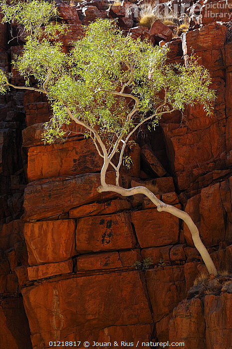 Stock photo of Ghost Gum tree (Eucalyptus / Corymbia papuana) growing ...