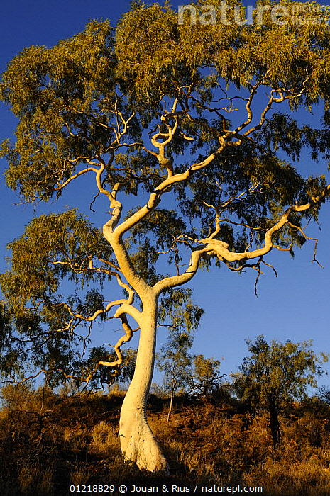 Stock photo of Ghost Gum tree (Eucalyptus / Corymbia papuana)East ...