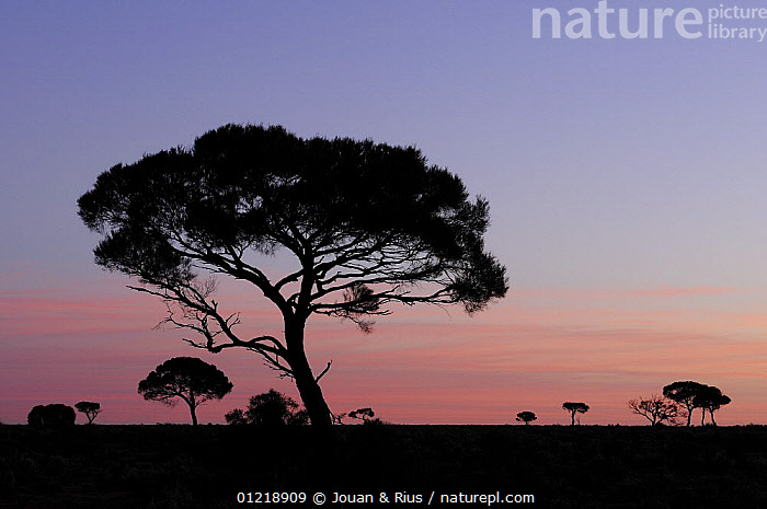 Stock photo of Western myall tree (Acacia papyrocarpa) silhouetted at ...