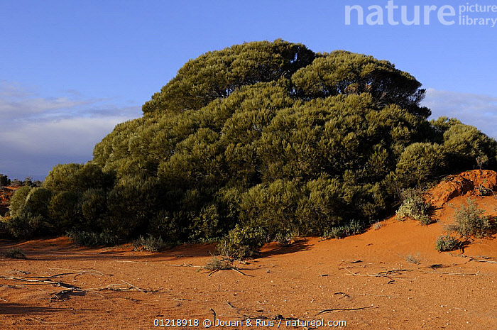 Stock photo of Western Myall tree (Acacia papyrocarpa) growing in salt ...