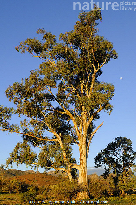 Stock photo of Red River gum tree (Eucalyptus camaldulensis)Flinders ...