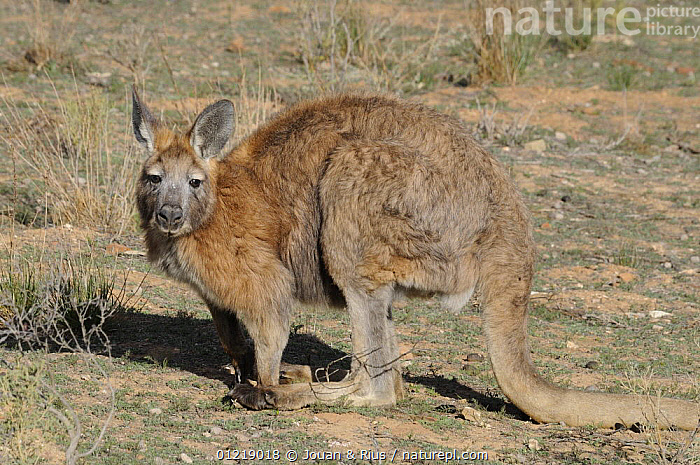 Stock photo of Hill Wallaroo (Macropus robustus) male, Flinders Ranges ...