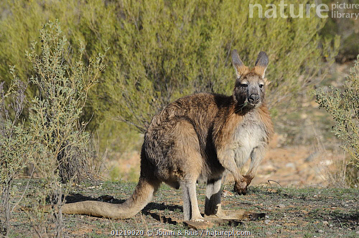 Stock photo of Hill wallaroo (Macropus robustus) male, Flinders Ranges ...