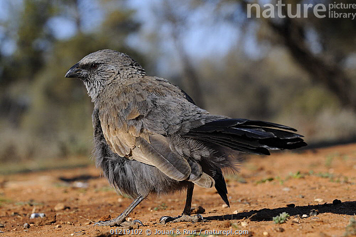 Stock photo of Apostlebird (Struthidea cinerea) Mungo National Park ...