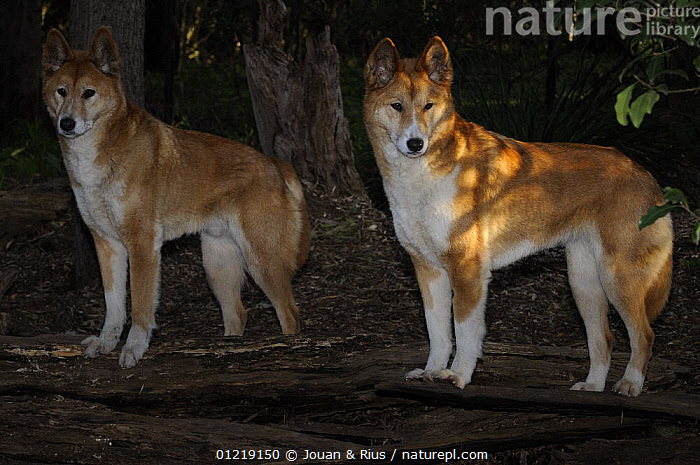 Stock photo of Two Dingos (Canis familiaris dingo) Northern Territory ...