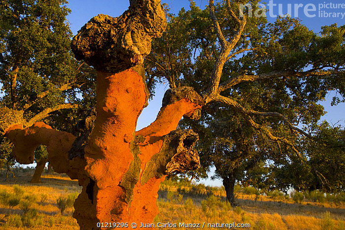 Stock photo of Cork oak tree {Quercus suber} that has been striped of ...