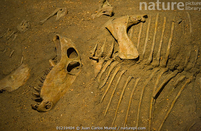 Stock photo of Fossil Dinosaur {Dimetrodon sp} bones, Royal Tyrrell ...
