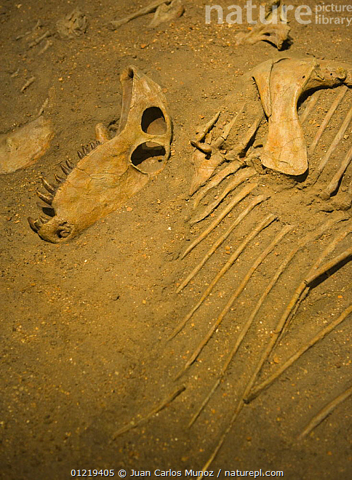 Stock photo of Fossil Dinosaur {Dimetrodon sp} bones, Royal Tyrrell ...