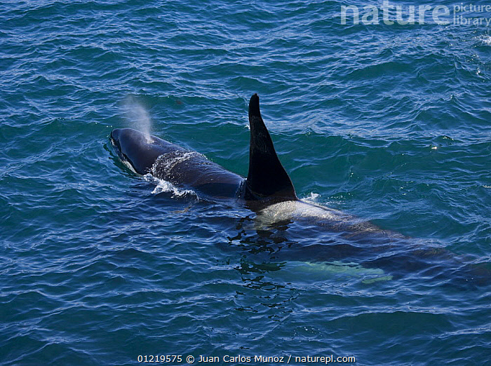 Stock photo of Orca / Killer whale {Orcinus orca} blowing at surface ...